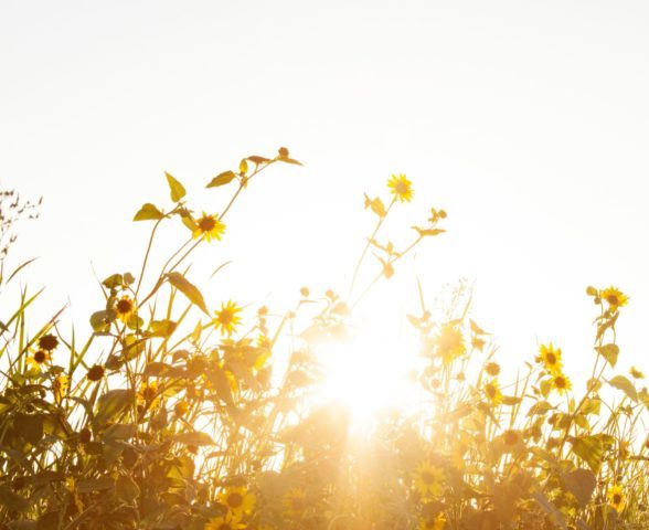 The Body Needs Sunlight to Thrive - Laura Gouge, ND